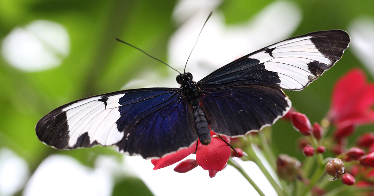 5 hidden places in Goa that are waiting to be explored - Myles Car ...